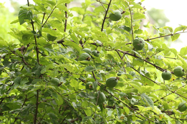 對面花Randia spinosa＠李志穎老師的生態園｜PChome Online 個人新聞台